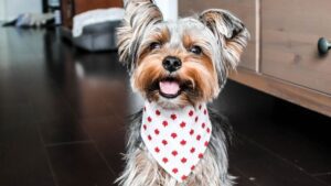 Dog Modeling - Your Dog Could Be a Star - Fashion Republic Magazine